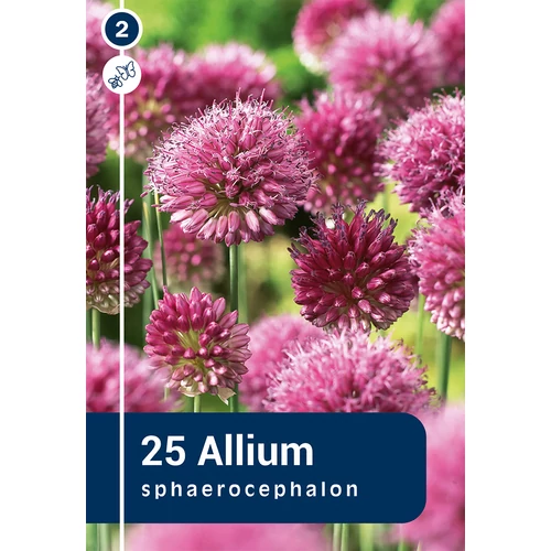 Díszhagyma - Allium Sphaerocephalon 25db Biokertápolás Webáruház