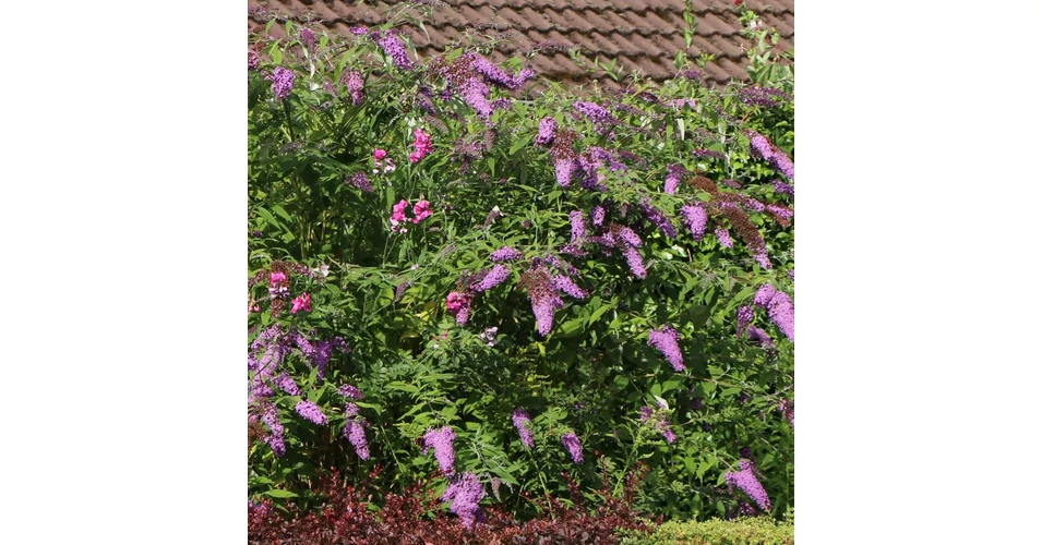 Buddleia davidii 'Border Beauty' - Élénk bíborlila nyáriorgona 40/60cm ...