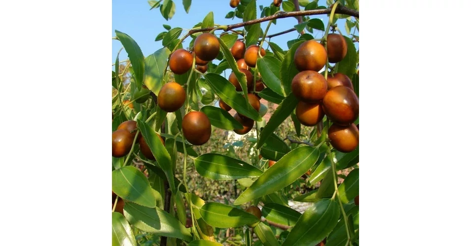 Ziziphus jujuba Giuggiolo - Kínai datolya, Gumicukorfa, Jojoba - Latin ...